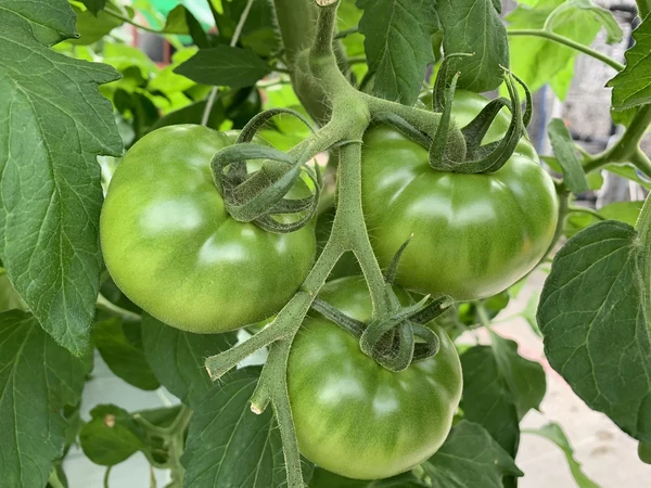 長野県中野市｜有限会社フレッシュファクトリー｜田中 綾さんの生産者プロフィール｜ポケットマルシェ｜産直(産地直送)通販 - 旬の果物・野菜 ...