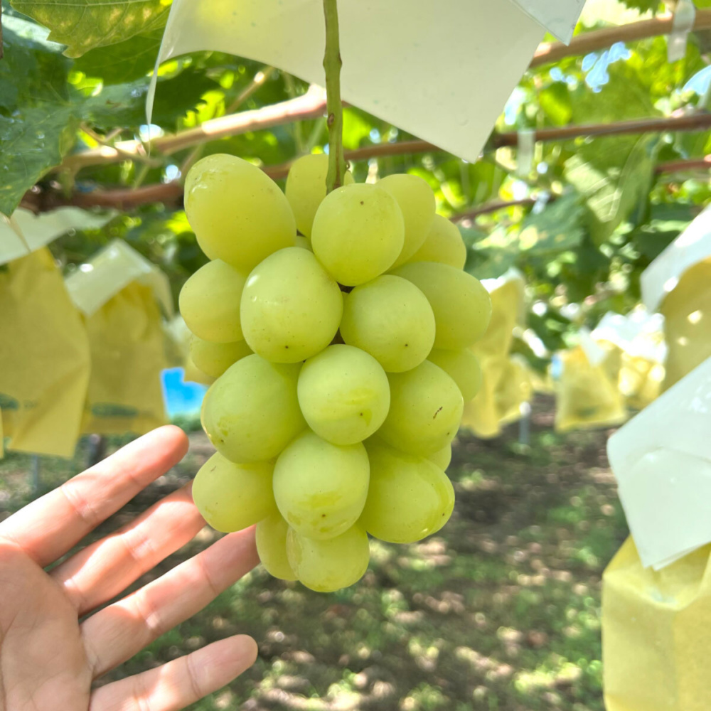 ★クール便 朝採り 雄宝 ぶどう 1房 約600g前後～ 長野県高山村産｜ぶどうの商品詳細｜ポケットマルシェ｜産地直送で旬の食材が生産者(農家・漁師)から届く
