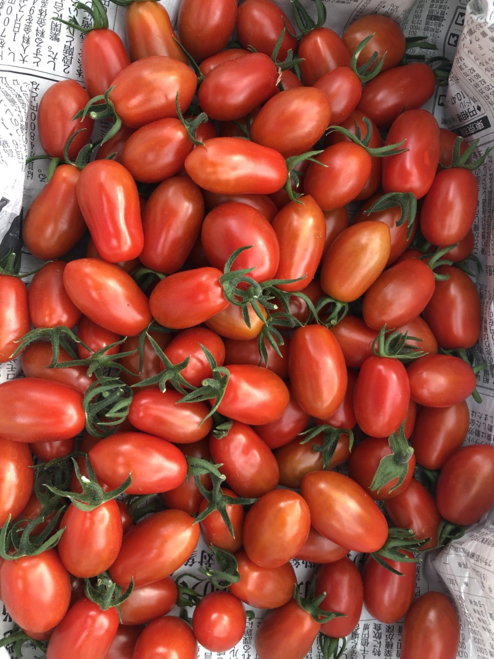 食味を極限まで追求した！フラガールトマト 1kg(500g×2袋）｜トマトの商品詳細｜ポケットマルシェ｜産地直送で旬の食材が生産者(農家・漁師 ...