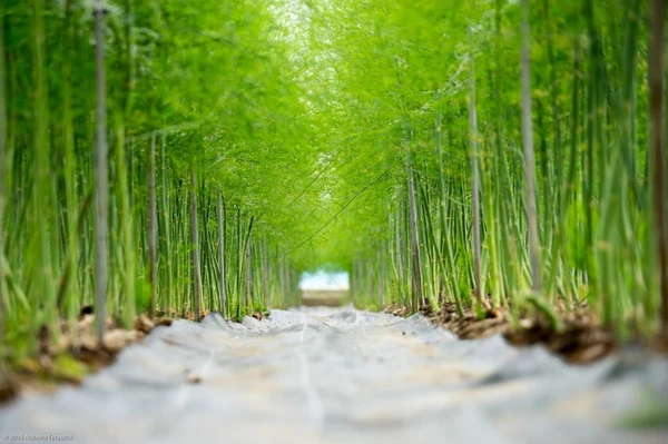 北海道雨竜郡北竜町｜ファーム樹乃舎｜白岡直樹さんの生産者プロフィール｜ポケットマルシェ｜産直(産地直送)通販 - 旬の果物・野菜・魚介をお取り寄せ