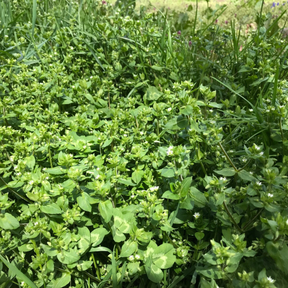 山下裕一 | 農家漁師直送のポケットマルシェ