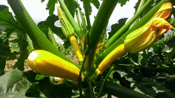 長野県下伊那郡阿智村｜阿智ファーム｜品川 雄さんの生産者プロフィール｜ポケットマルシェ｜産直(産地直送)通販 - 旬の果物・野菜・魚介をお取り寄せ