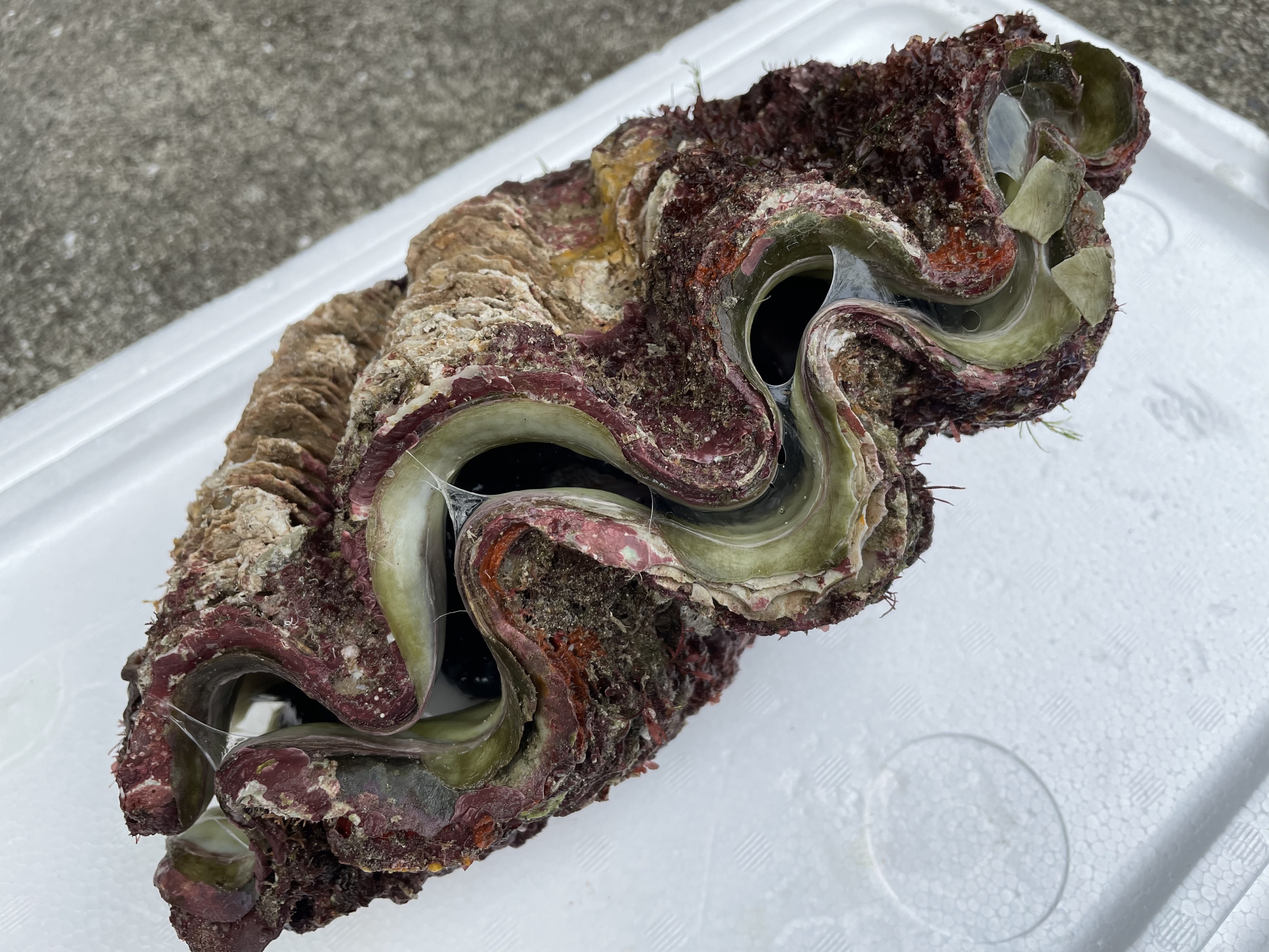 魚介類の産直通販・お取り寄せ商品|ポケットマルシェ|産地直送 魚介類の産直通販・お取り寄せ商品|ポケットマルシェ|産地直送