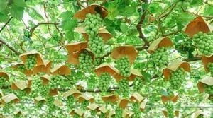 HOME 生産者一覧 荻野洋和