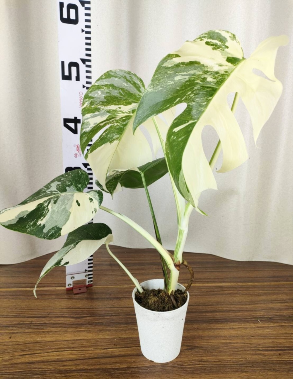 モンステラボルシギアナ 斑入り ②|観葉植物の商品詳細 モンステラボルシギアナ 斑入り ②|観葉植物の商品詳細