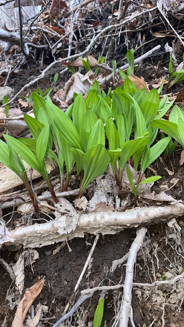宮城県栗原市｜株式会社イマジン・ジャパン｜三浦菊雄さんの生産者プロフィール｜ポケットマルシェ｜産直(産地直送)通販 - 旬の果物・野菜・魚介を ...