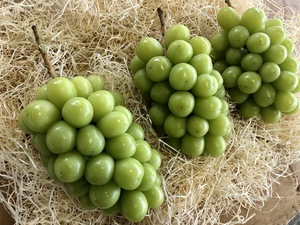 HOME 生産者一覧 荻野洋和